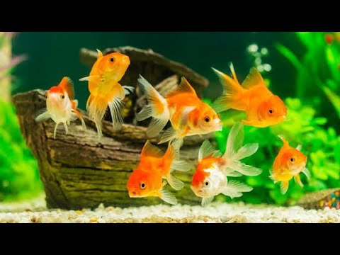 Gold Fishes - Wholesale Price & Mandi Rate for Golden Fish in India
