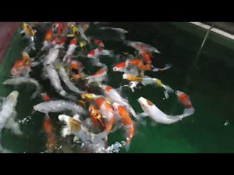 Rainbow Koi, Wiltshire. Video of High Grade Japanese Koi in Vat 2.
