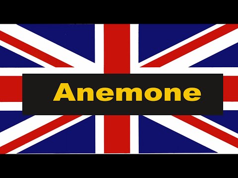 How to pronounce "anemone" in English -Authentic British accent-