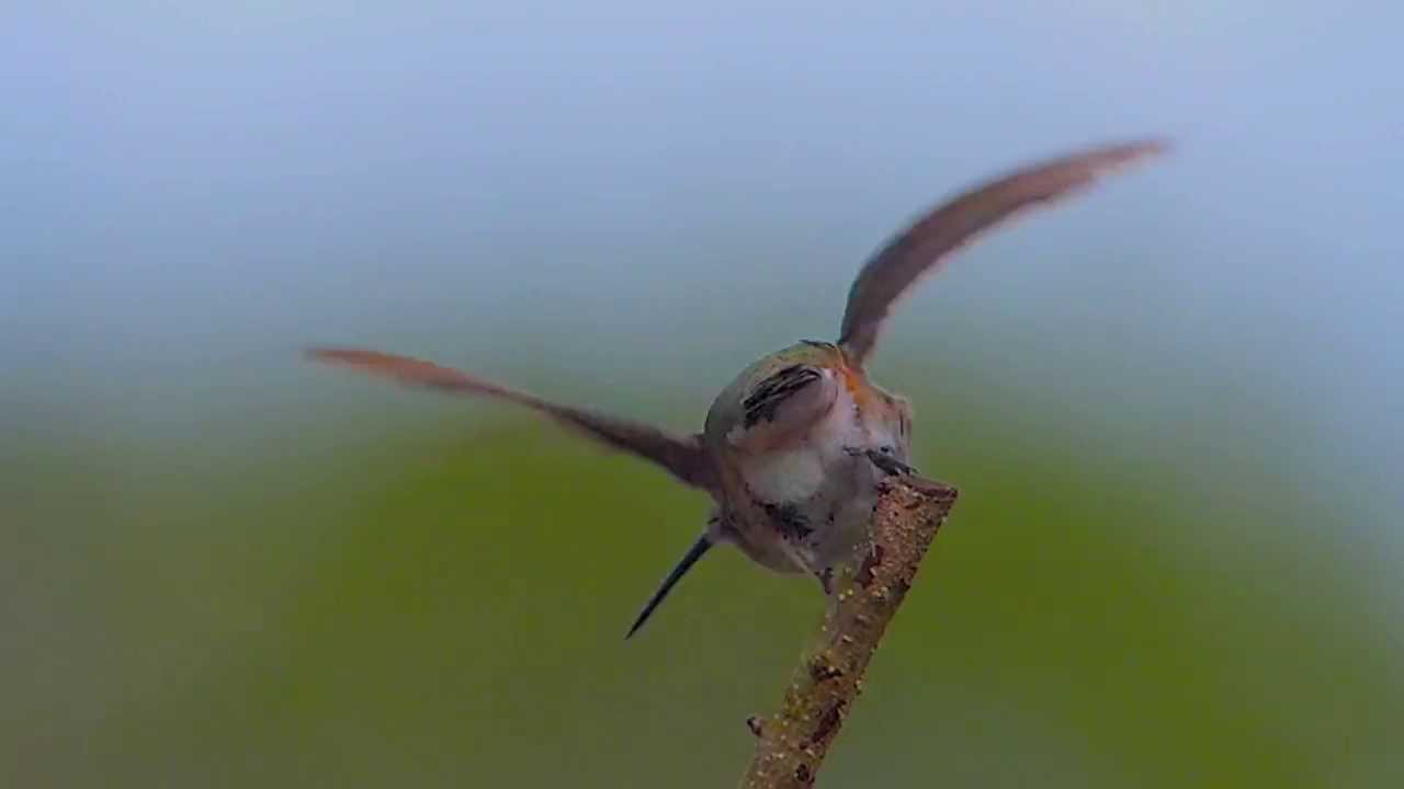 adult male Calliope Hummingbird, a rare species in Florida