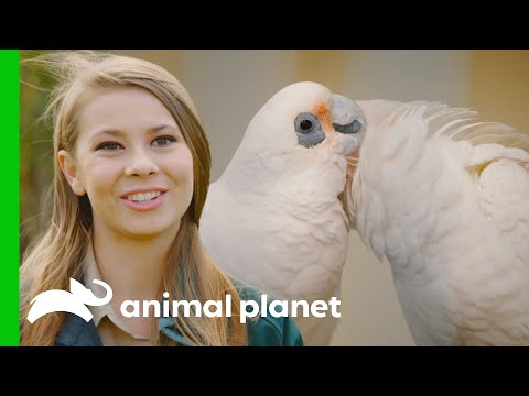 Bindi Irwin and Australia Zoo Team Save Poisoned Corellas | Crikey! It's the Irwins
