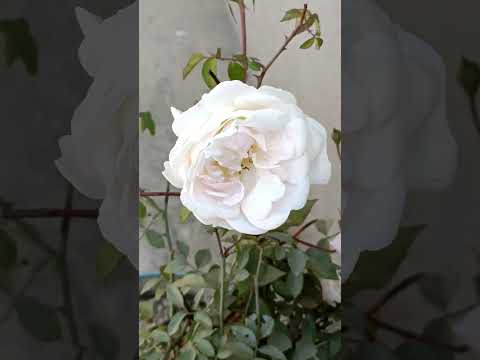 white Rose 🌷🌷🌹🌹#garden #gardening #rose #flowers #plants #mood #nutural #relifesports