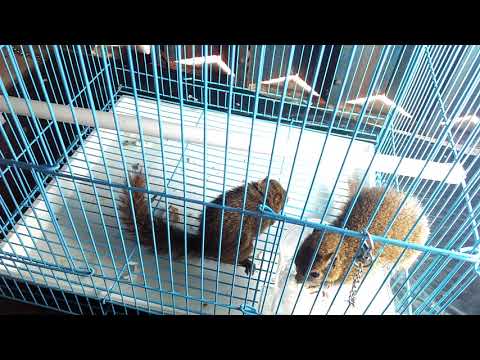 Squirrels eat rice