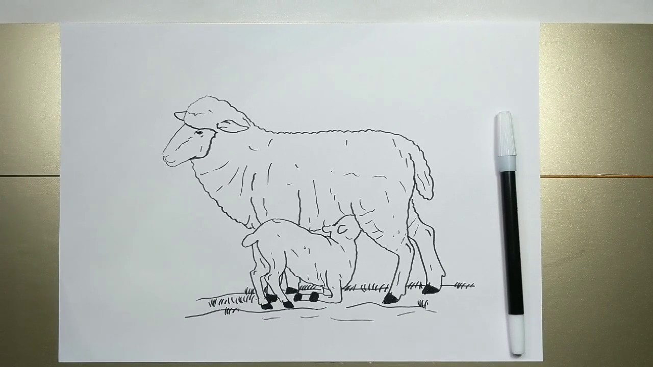 How to draw LAMB in 5 minutes