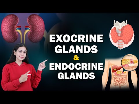 Endocrine System and Adolescence | Exocrine Glands & Endocrine Glands | Home Revise