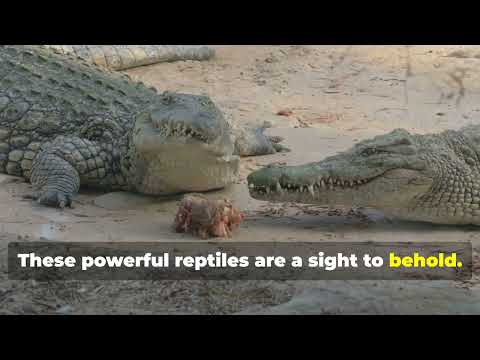 Wildlife Wonders: Nigeria vs Australia