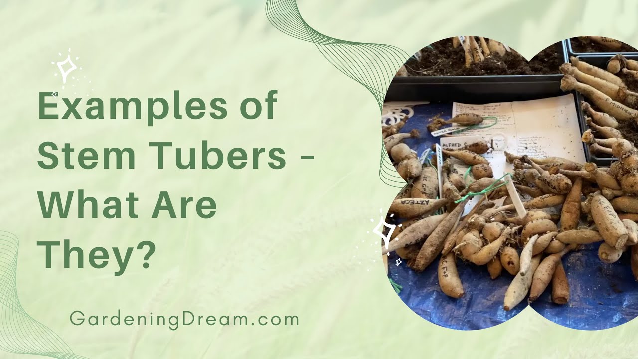 Examples of Stem Tubers – What Are They?