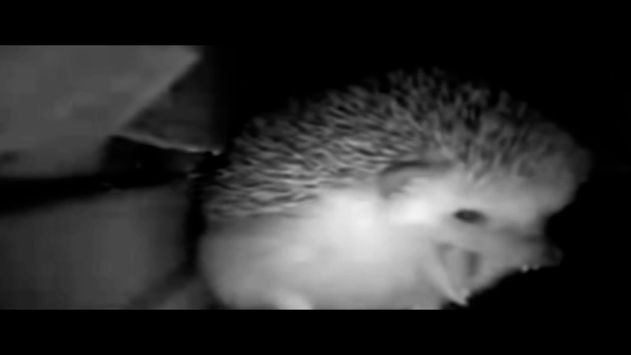 Sneezing Hedgehog Explosion Meme [BETTER QUALITY]