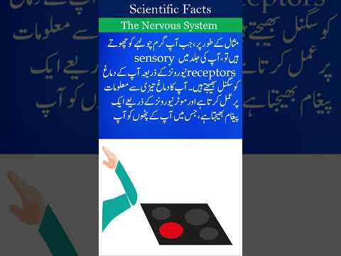Scientific Facts, The Nervous System, Urdu