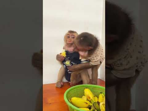 Monkey soul feels home inside human warmth and pre