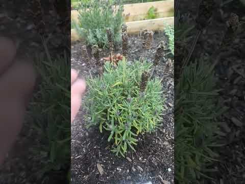 French Lavender