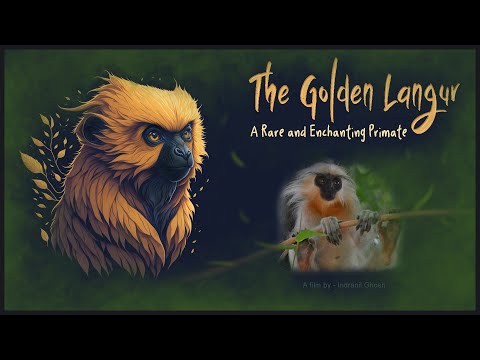 The Golden Langur : A Rare and Enchanting Primate - সোনালী বানর
