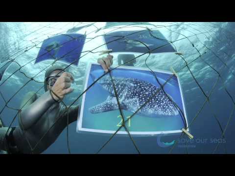 Shark Nets - Part 2 / 2