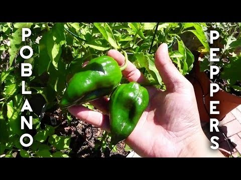 Ancho Poblano Peppers (Pasilla Peppers) Harvest