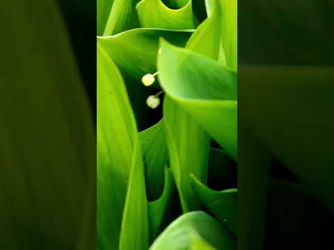LILY OF THE VALLEY: An overview of a fragrant, lovely shade garden favorite.