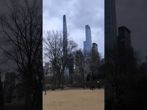 Flaco, the Eurasian eagle-owl, in lower Central Park