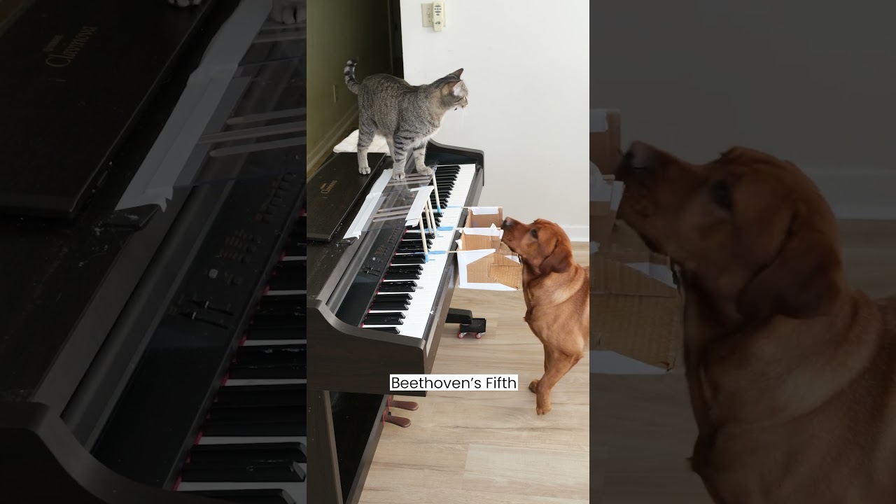 Cat and Dog Piano Duet