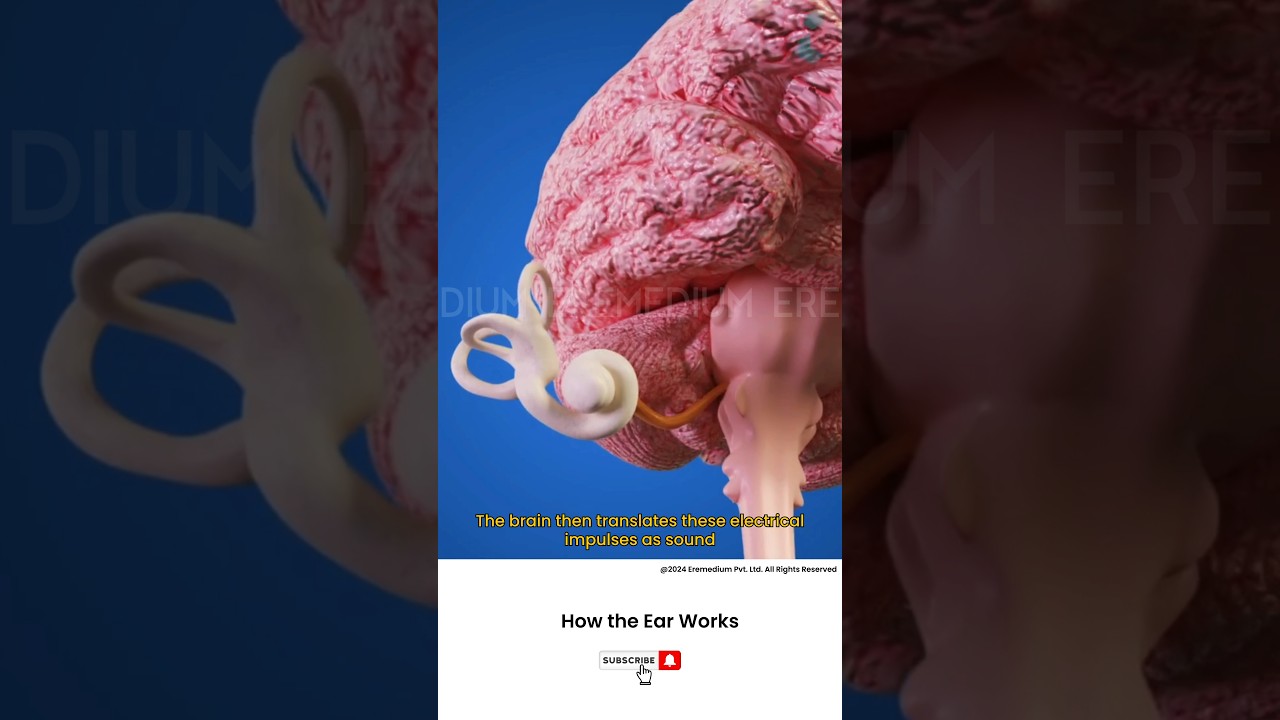 How does the human ear work? ↪ 3D Medical Animation #Shorts #Ear #HumanEar