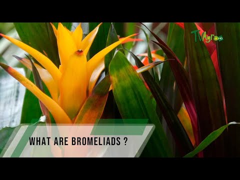 What are bromeliads - TvAgro By Juan Gonzalo Angel
