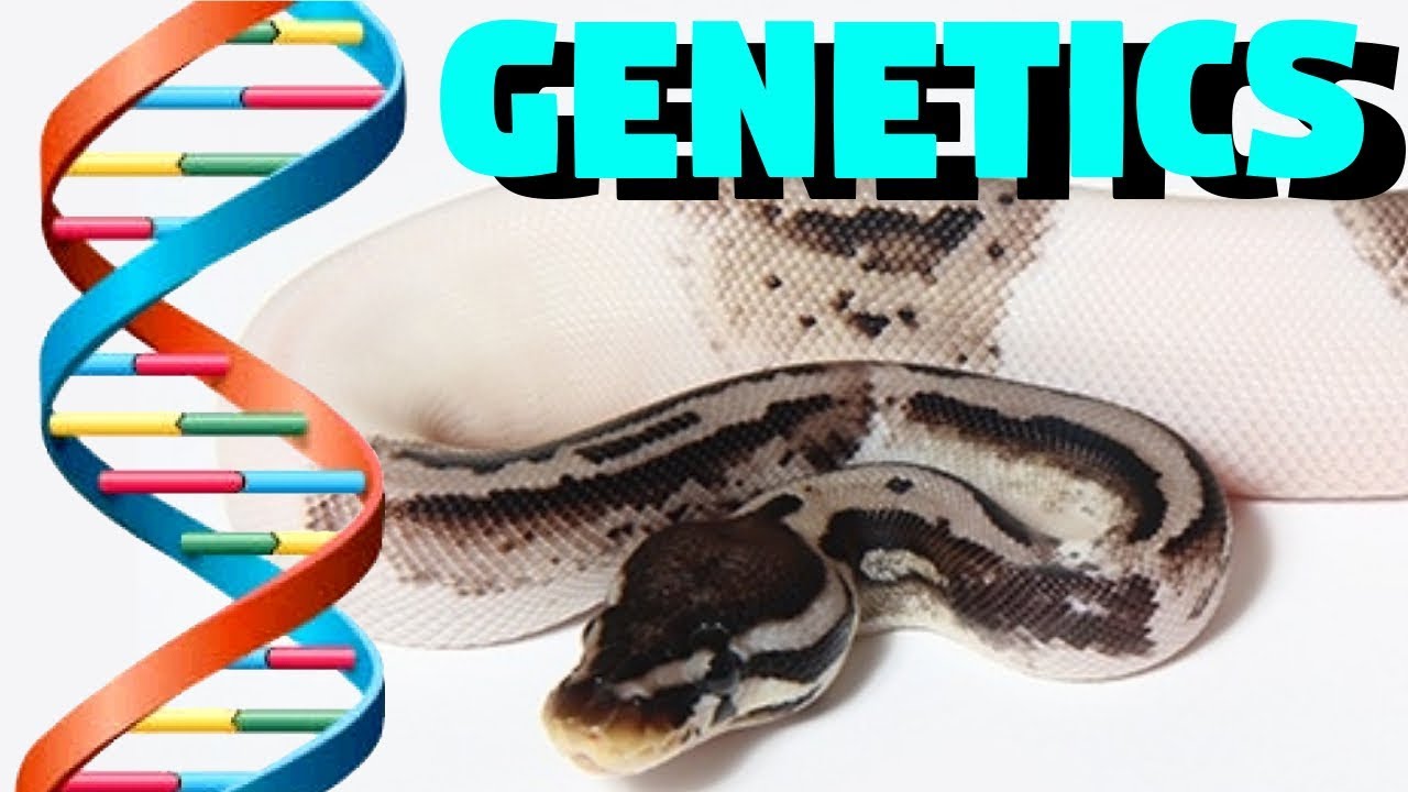 MORPHS EXPLAINED - A Basic Guide To Simple Genetics
