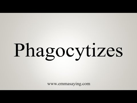 How To Say Phagocytizes