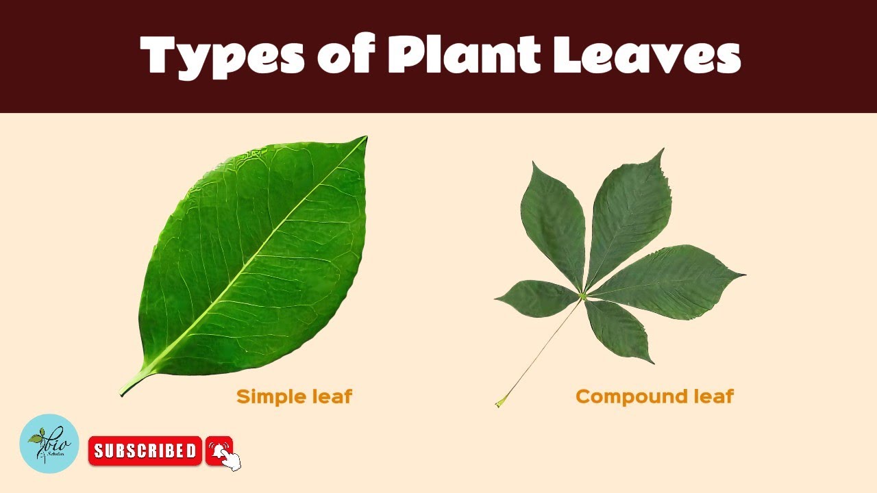 Types of leaves| Leaf Classification| Morphology of flowering plant| class 11