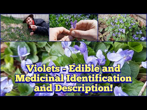 Violets! Edible and Medicinal Spring Flowers - Identification and Description Early Blue Violet
