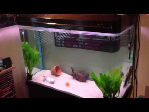 Fish Tanks - Wholesale Price & Mandi Rate for Fish Bowls