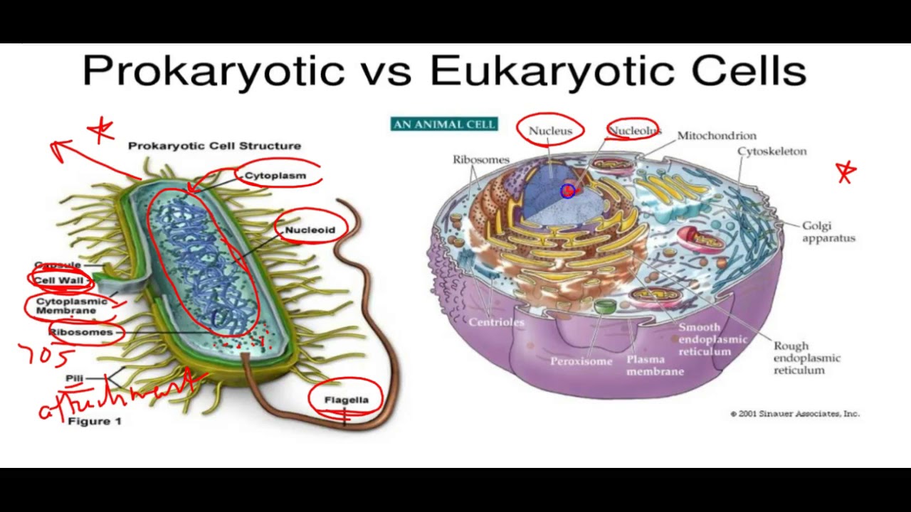 Chapter 8 Exam Review