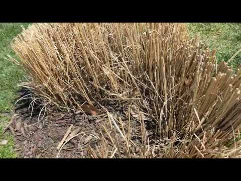 Home Depot Vigro black mulch. Watch before buying!