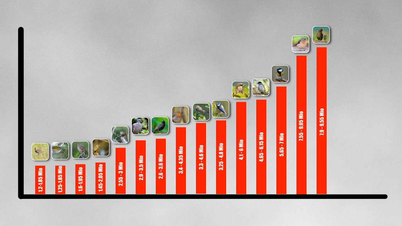 Die 15 häufigsten Vögel Deutschlands