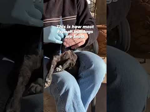 Forced Breeding: The Cruel Reality for French Bulldogs