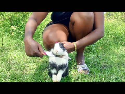 Woman Slaughter Rabbit (Part 4)