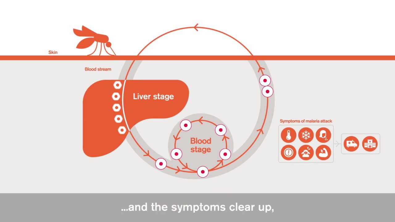 Plasmodium vivax