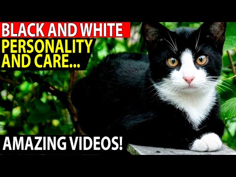 All About Black and White Cats: Personality and Care