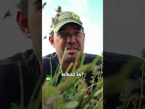 Is watering plants overhead bad?