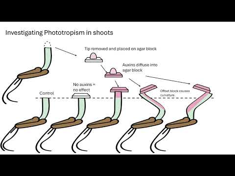 Plant response: Tropisms OCR A A-Level Biology Revision 5.1.5 Plant and animal response