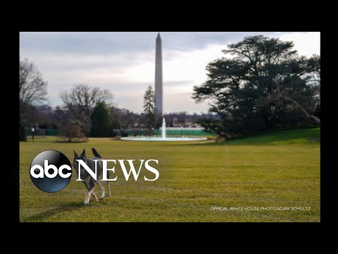 White House welcomes its newest canine residents | WNT