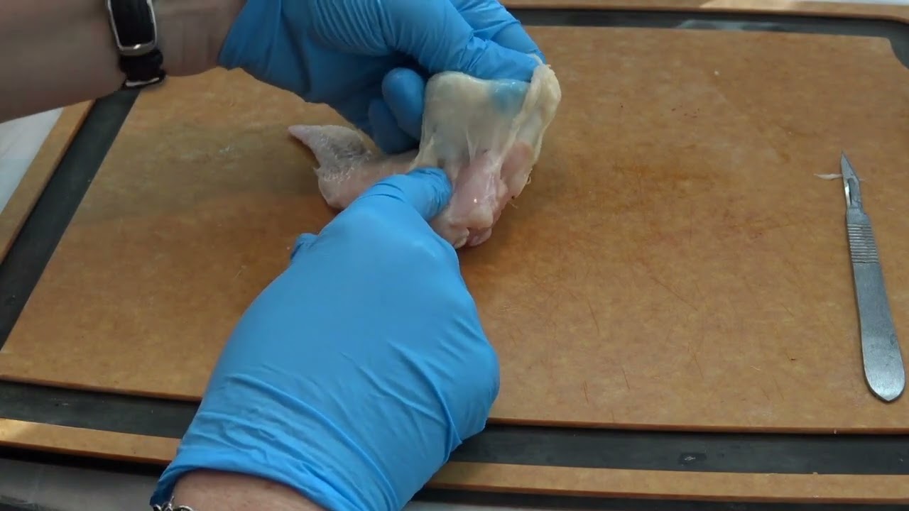 6.6 Lesson 2 Intact Chicken Wing