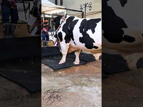Holstein Friesian bull with muscular and robust build