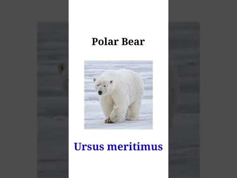 Scientific name of polar bear