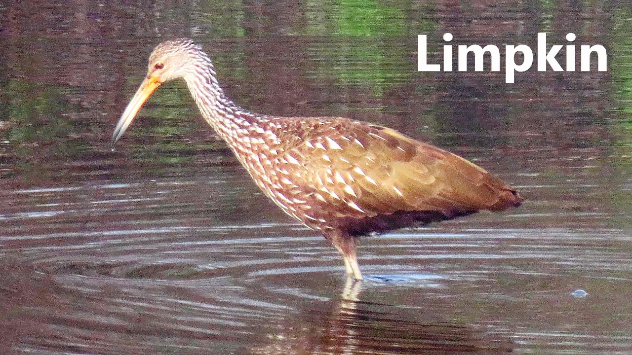 Limpkin Foraging for Snails