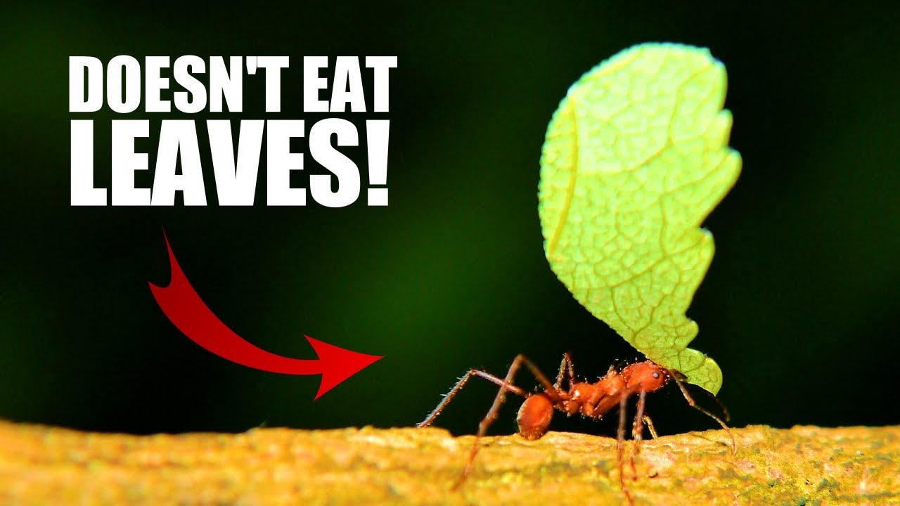 Leaf Cutter Ant Facts: the World's FIRST FARMERS 🐜 Animal Fact Files