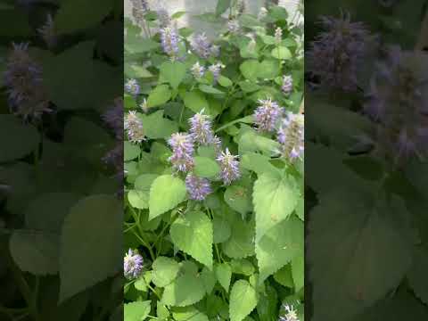Why I love growing beautiful Anise Hyssop in our nursery 🌸