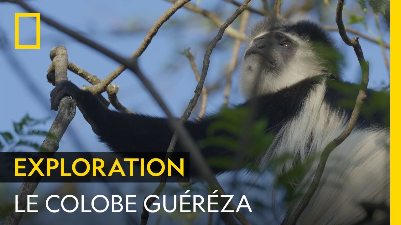 Documentaire | Le colobe guéréza, un primate unique qui ne possède pas ...