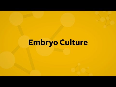 In Vitro Fertilization Embryo Culture