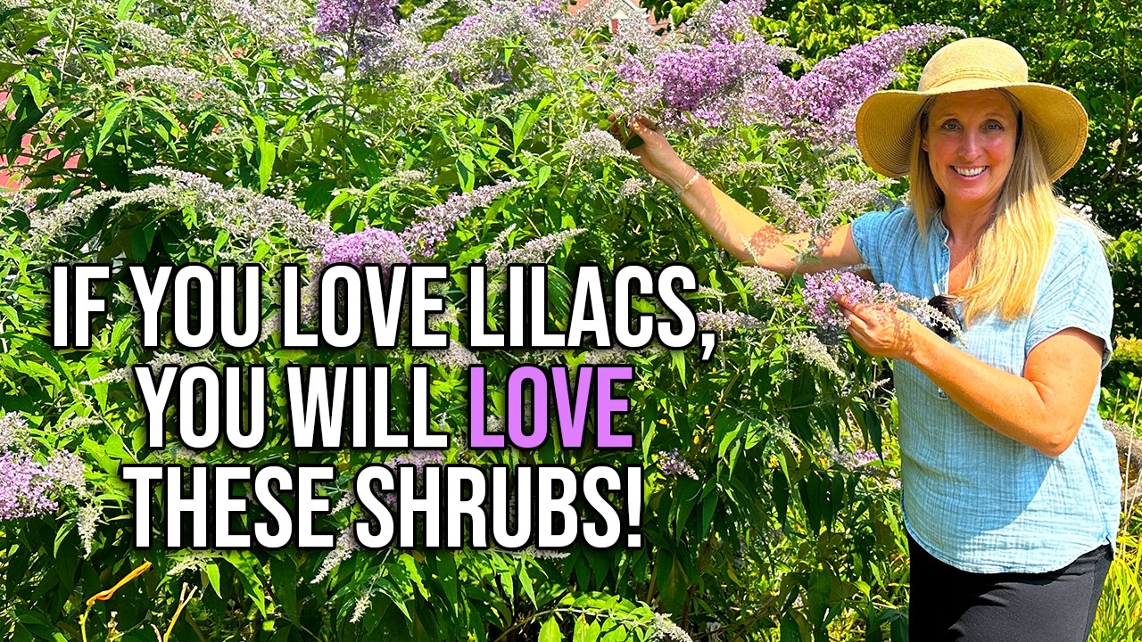 If you love lilacs, you will love these 2 shrubs! 💜