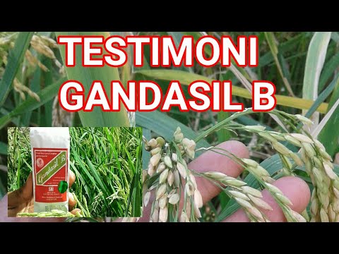 TESTIMONI GANDASIL B MALAI LEBIH PANJANG BULIR MONTOK @seputarkesehatandanpertanian