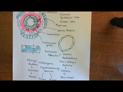 Asthma Pathogenesis Part 1