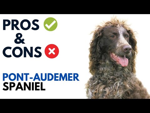 Pont Audemer Spaniel Pros and Cons | Epagneul Pont-Audemer Advantages and Disadvantages